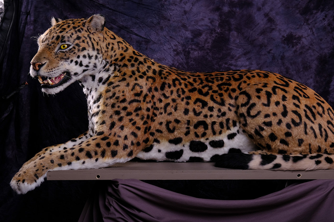 Digital & 3D Projects | Concept Design | Millennium FX